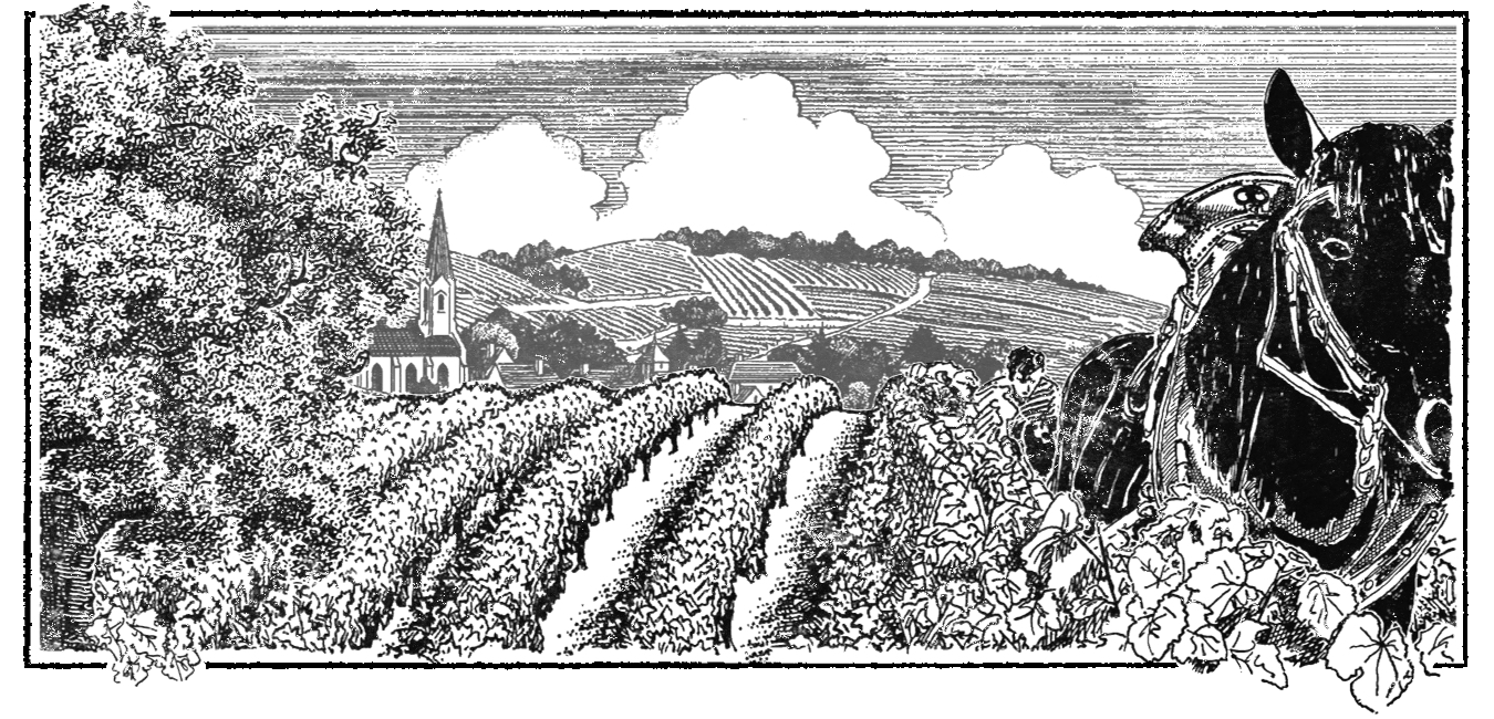 Domaine Guilbert Gillet - Viticulteur à Savigny-lès-Beaune